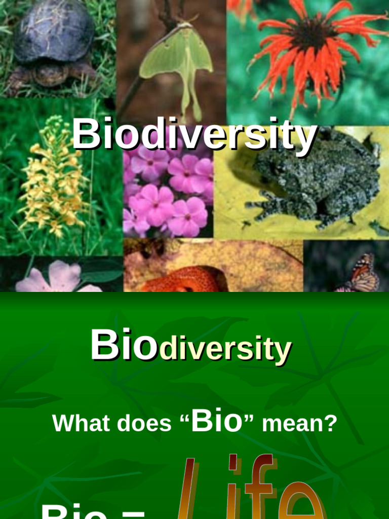 Viji Biodiversity | PDF