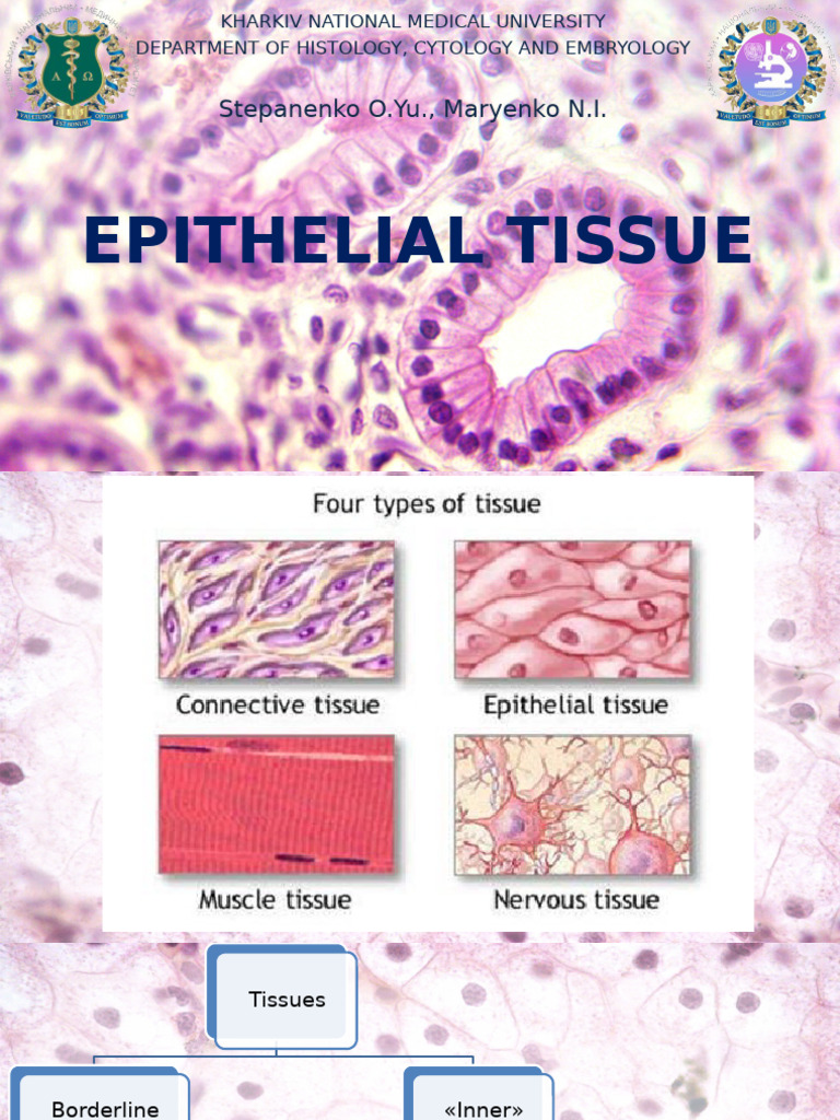 Epithelial Tissue Presentation | PDF