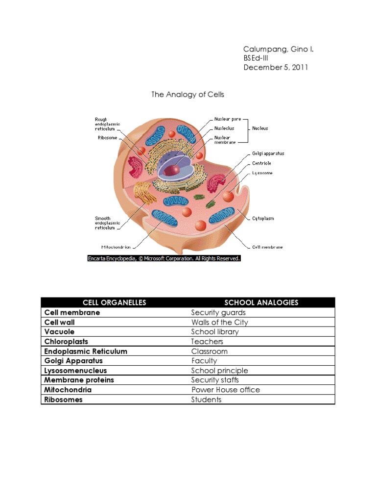 Comparing Cells to a City: An Analogy of Cell Organelles to Components ...