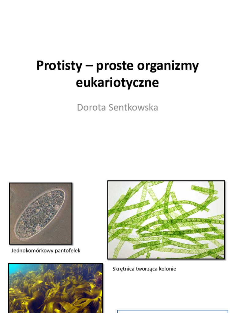 Protisty - Proste Organizmy Eukariotyczne | PDF