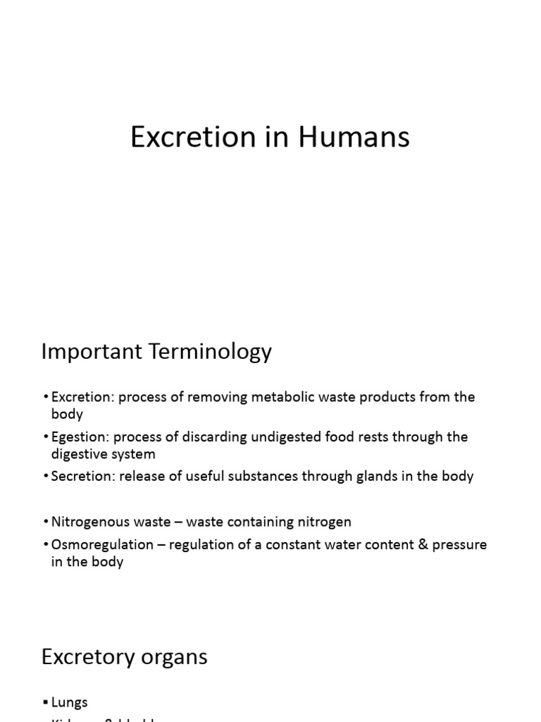 Excretion in Humans | PDF