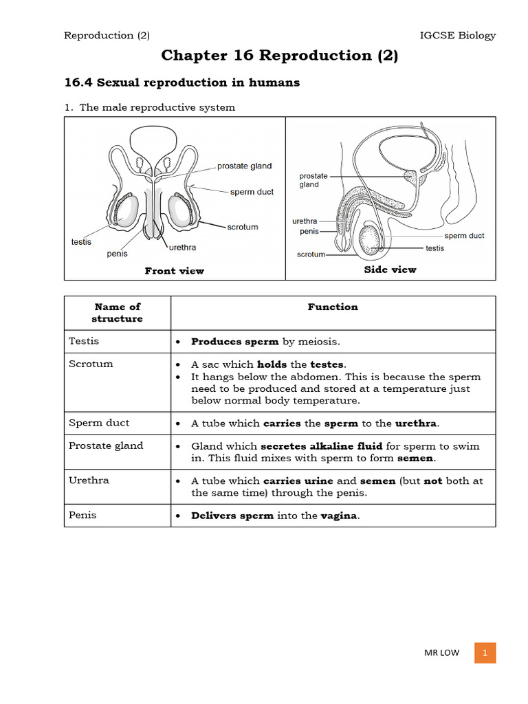 Chapter 16 Reproduction (2) : 16.4 Sexual Reproduction in Humans | PDF
