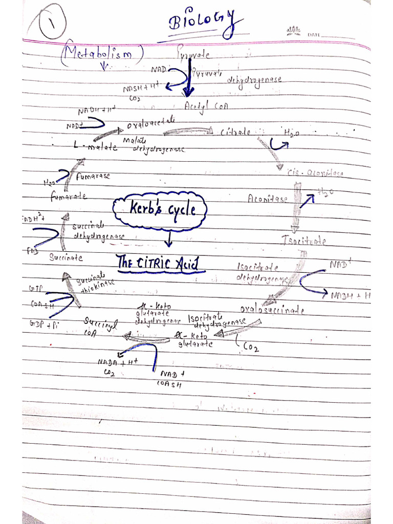 Biology For Engineers (Kerbs Cycle and Glycolysis Cycle) | PDF