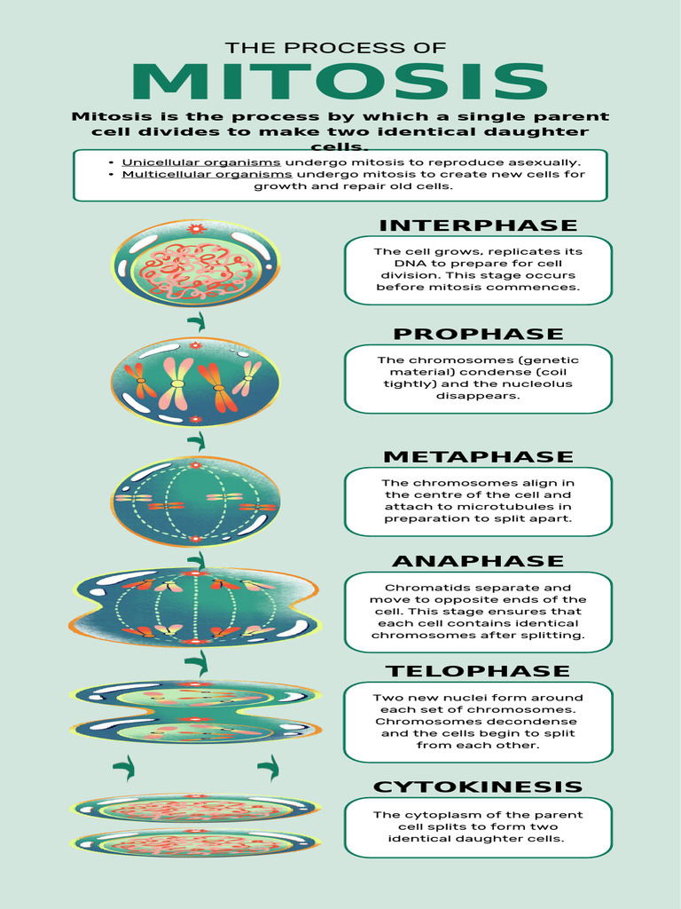Mitosis Infographic | PDF