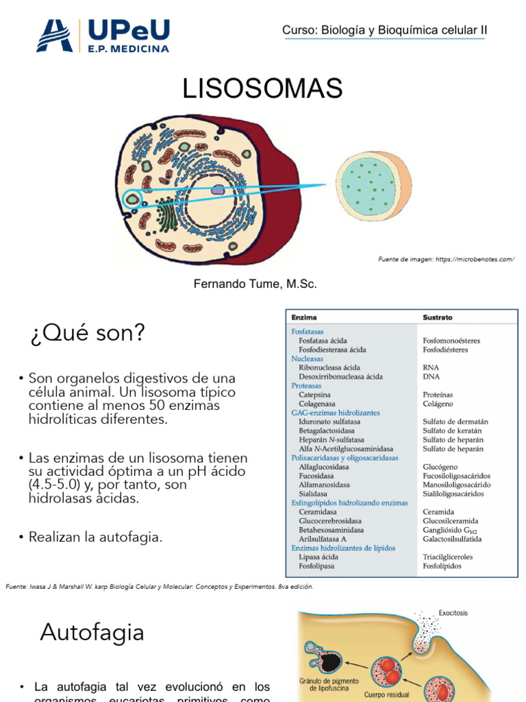 Clase 5 Lisosomas | PDF