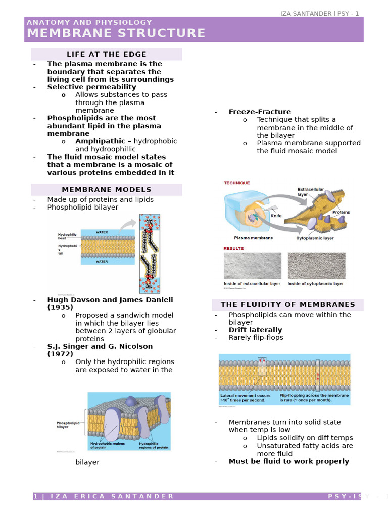 Membrane Structure | PDF
