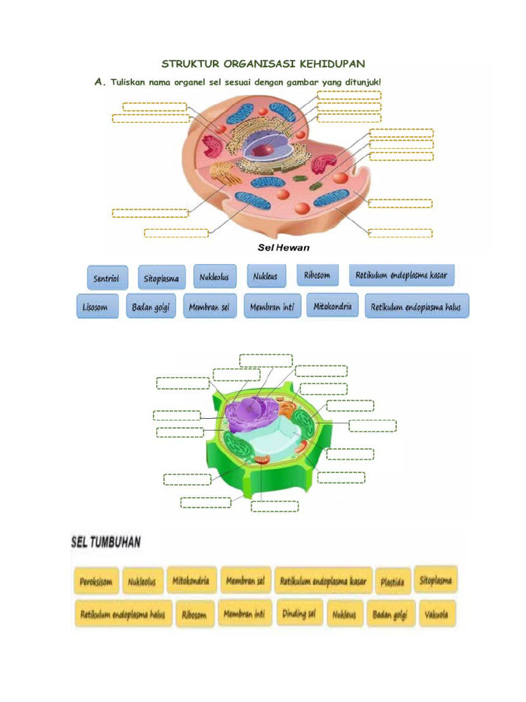 LKPD Sel Hewan Dan Tumbuhan | PDF