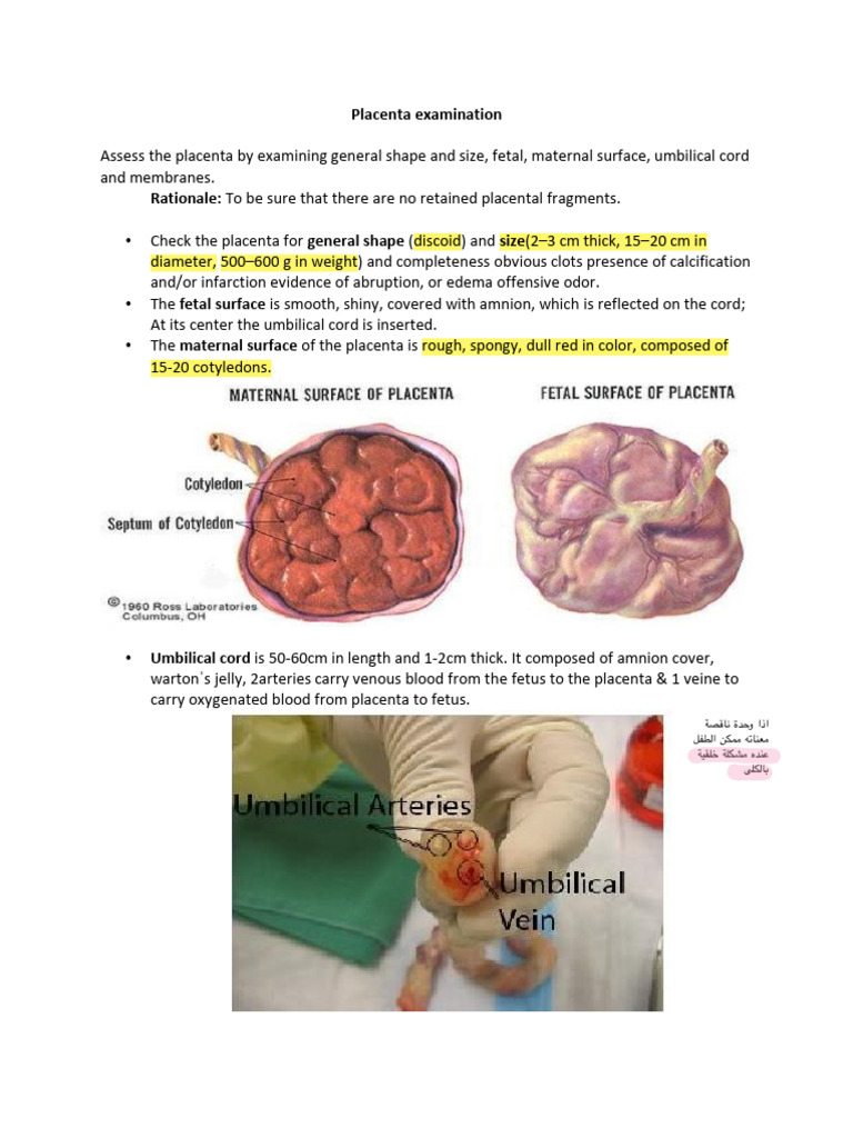 Placenta Examination | PDF