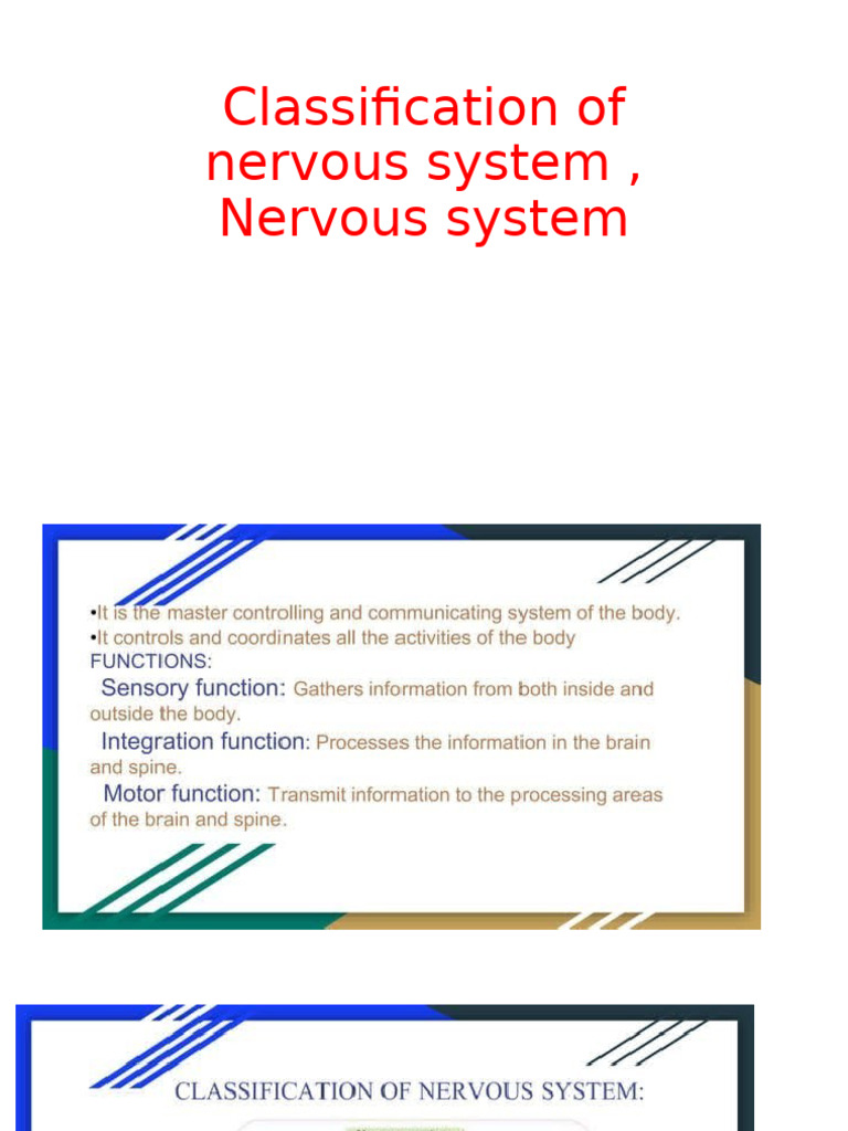 classification of nervous system | PDF