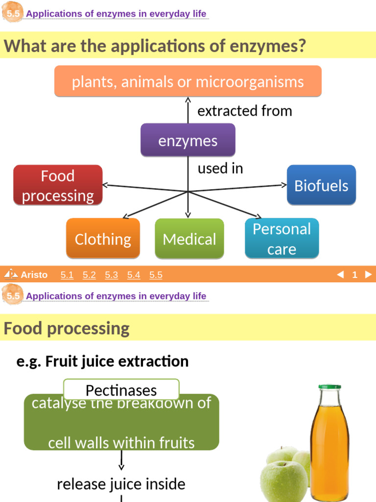 What Are The Applications of Enzymes?: Plants, Animals or ...
