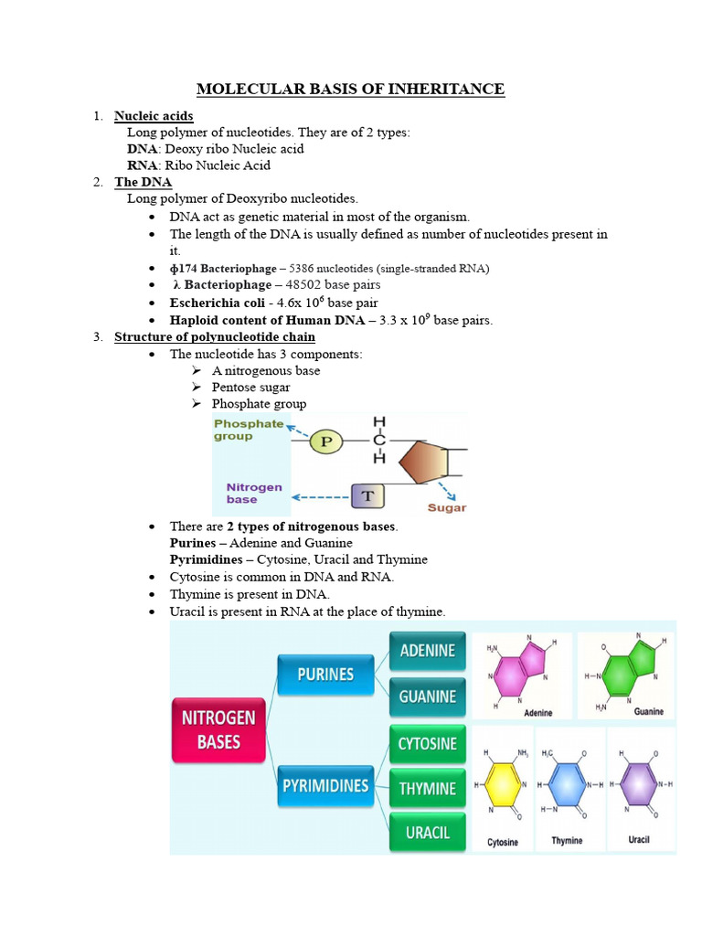 MOLECULAR BASIS OF INHERITANCE Typed Notes | PDF