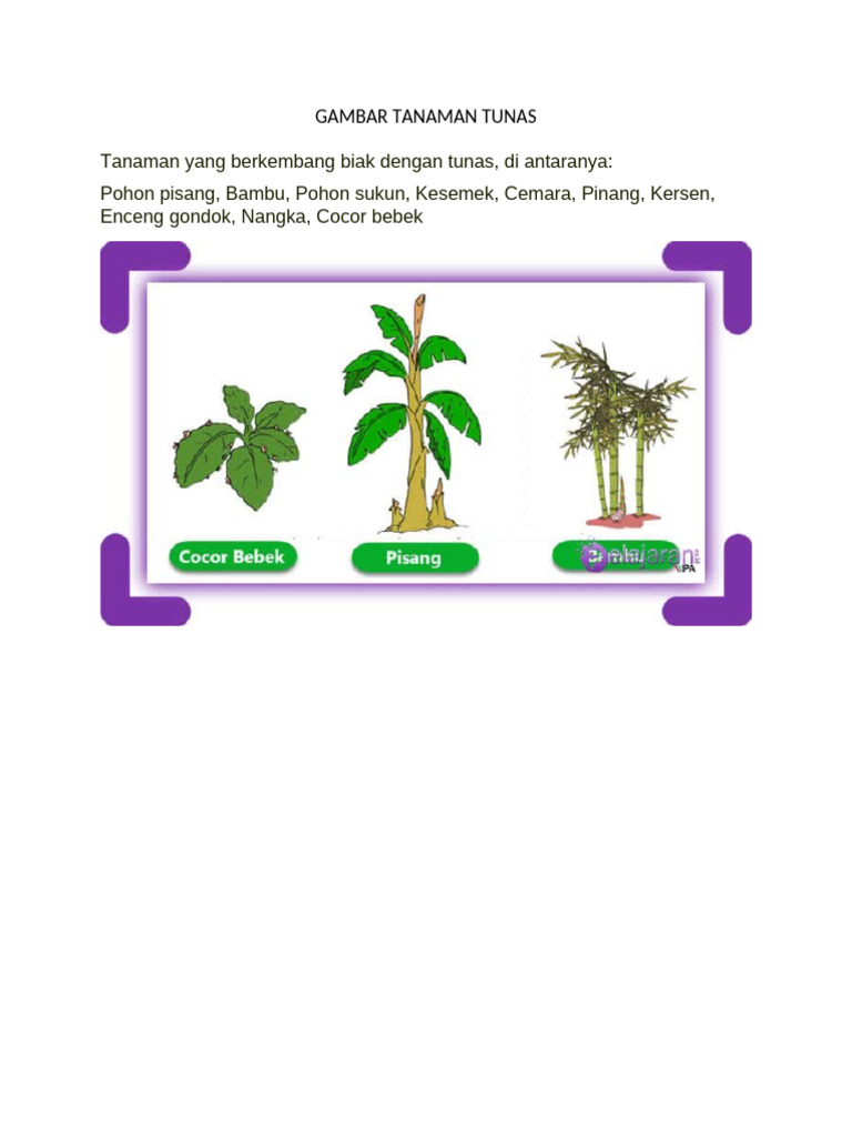 GAMBAR TANAMAN TUNAS | PDF