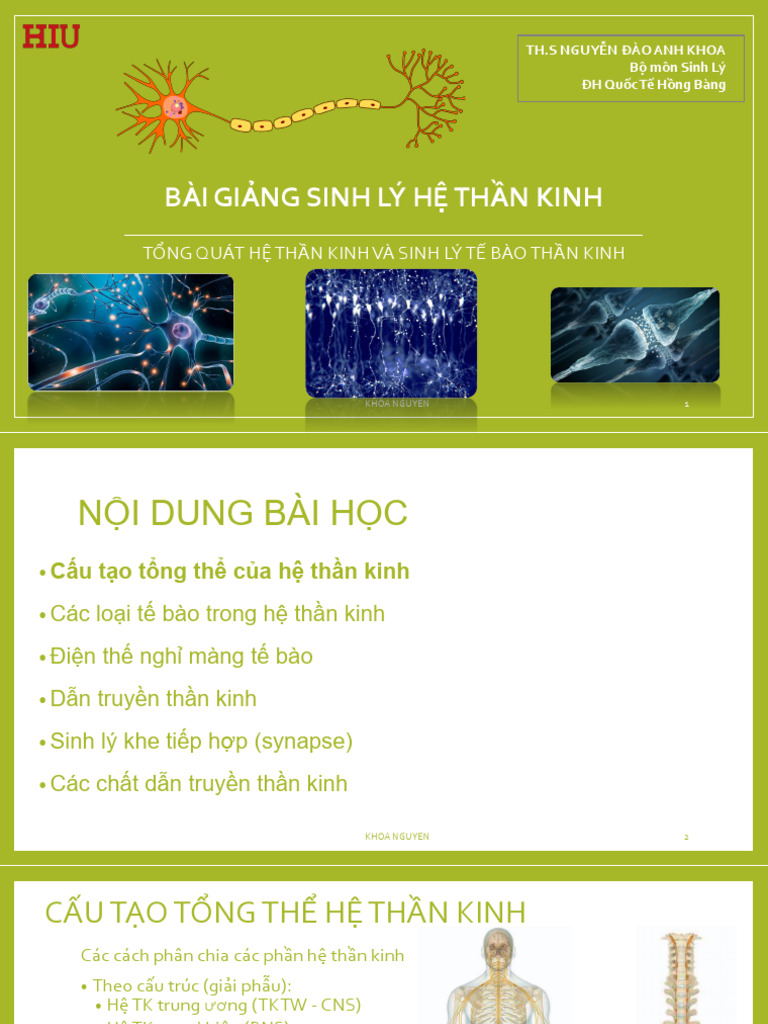 Bài Giảng Sinh Lý Hệ Thần Kinh - Tổng Quát Về Hệ Thần Kinh Và Sinh Lý Tế Bào Tk | PDF