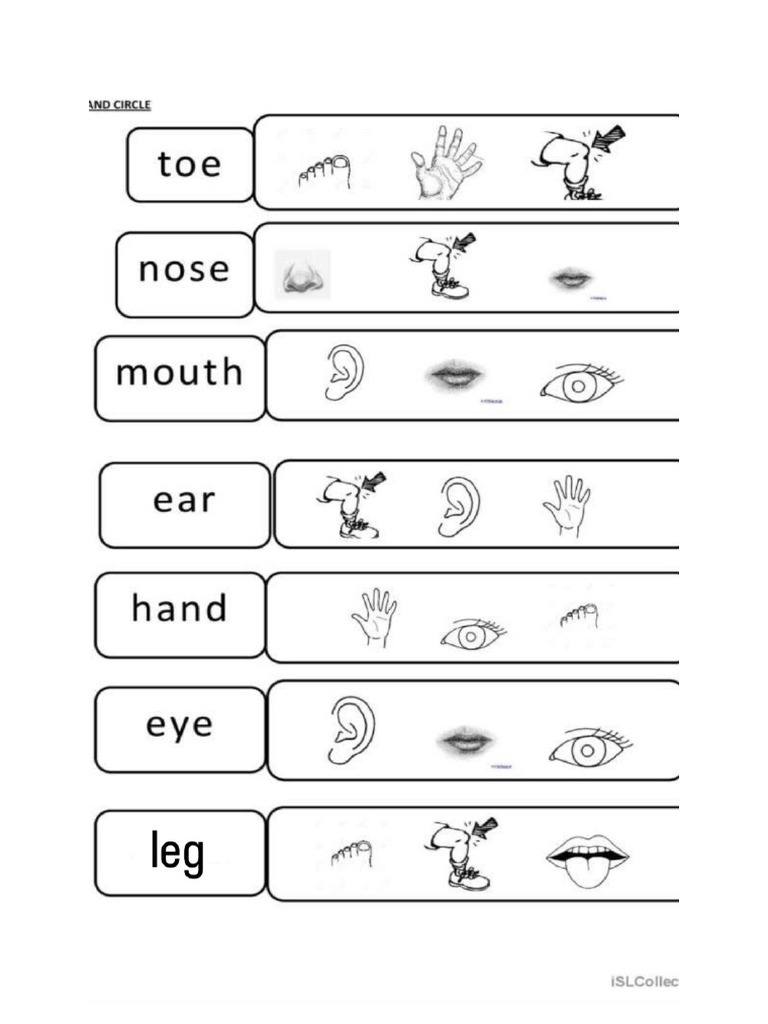 Exercise Body Parts | PDF