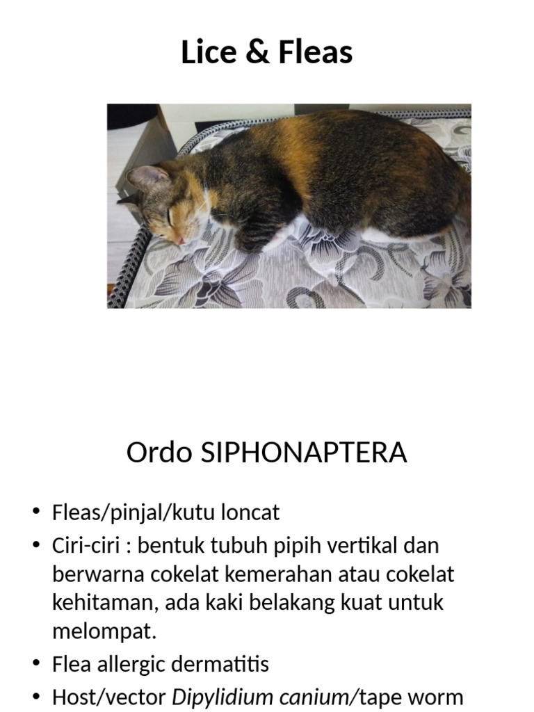 LICE and Fleas | PDF