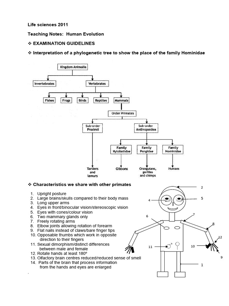 Human Evolution Notes F | PDF | Homo | Mitochondrial Dna