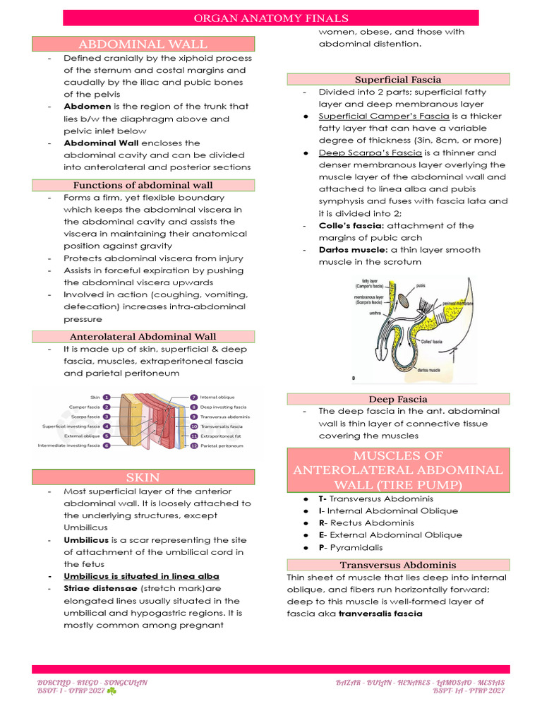 Organ Anatomy Finals | PDF