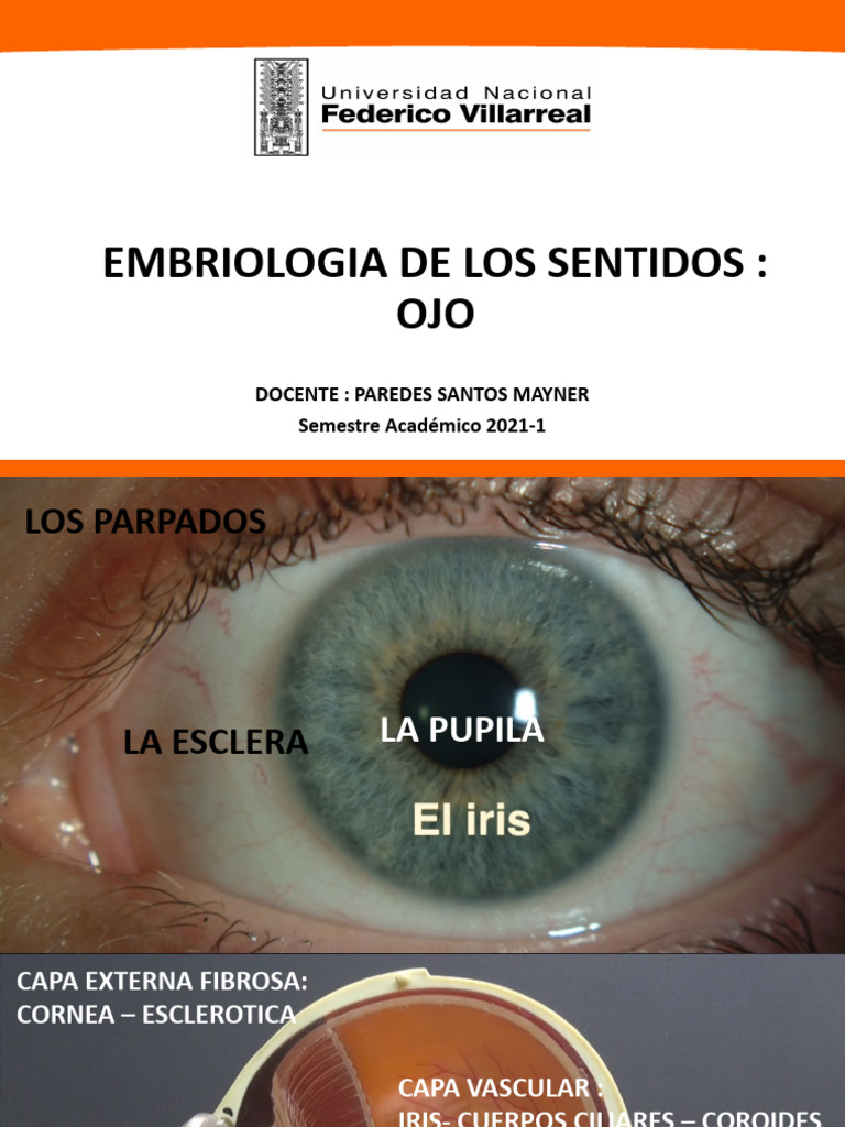 Embriología Del Ojo - UNFV | PDF