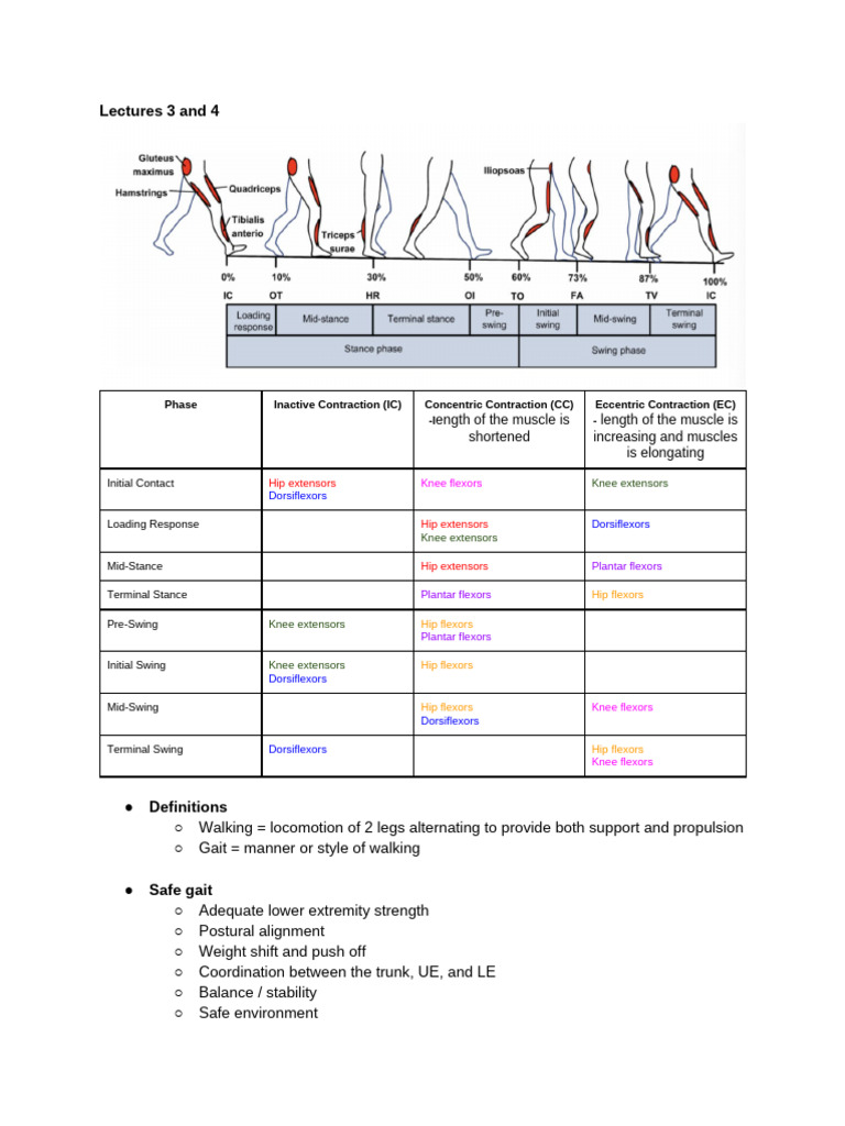 BMX 3 and 4 - Gait Cycle | PDF