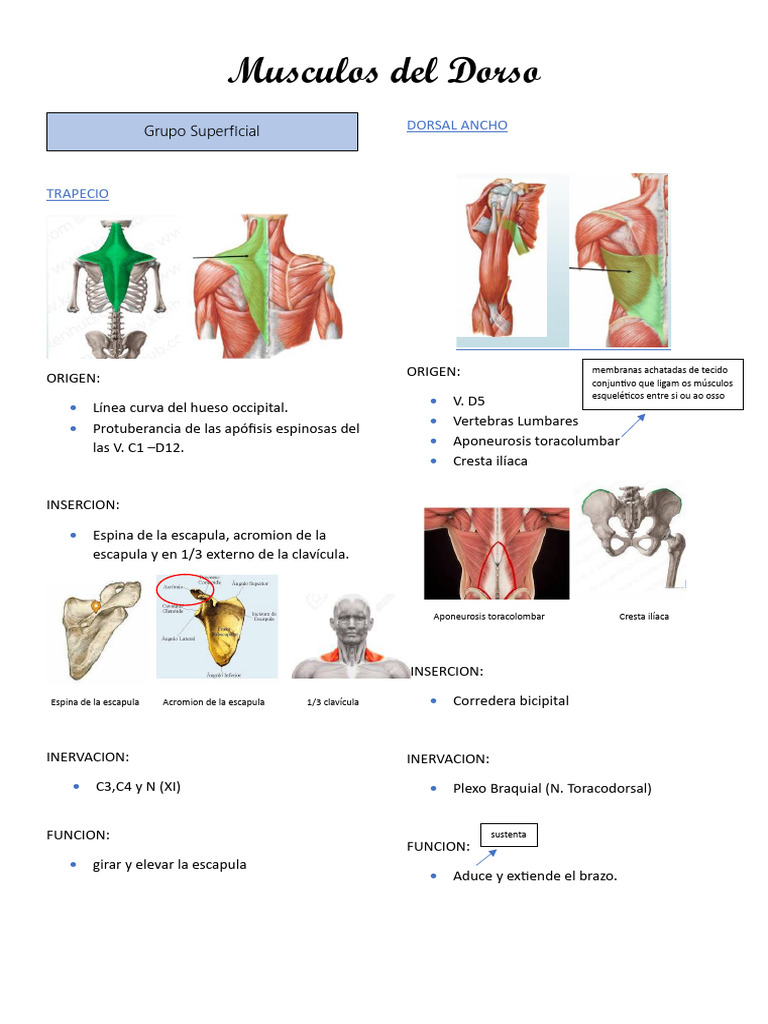 Resumo Musculos Del Dorso PDF | PDF