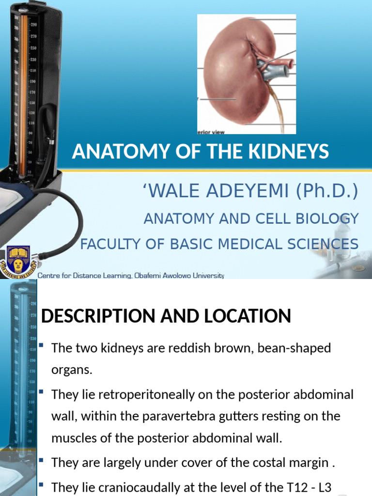 Anatomy of The Kidneys | PDF
