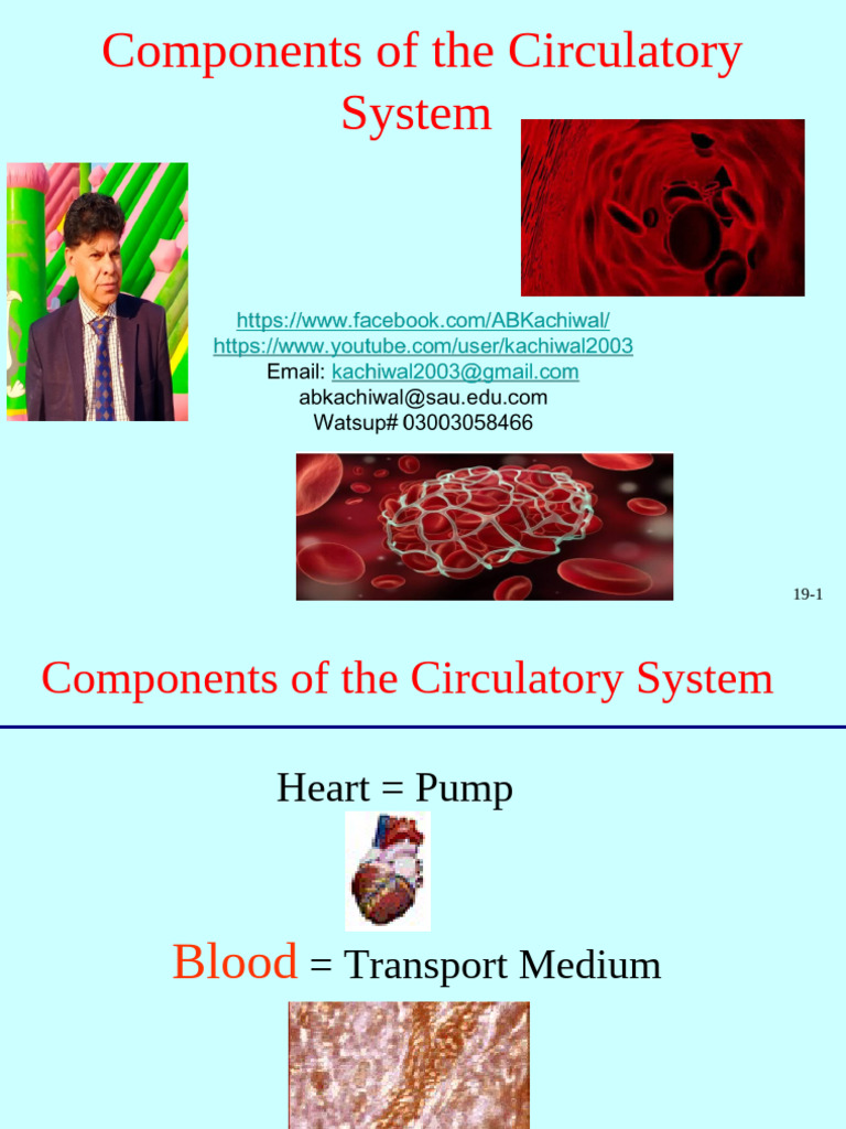 Blood Corpuscles | PDF