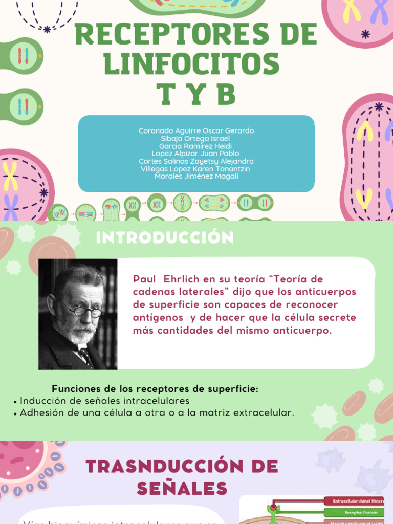 Linfocitos t y b.pdf | PDF