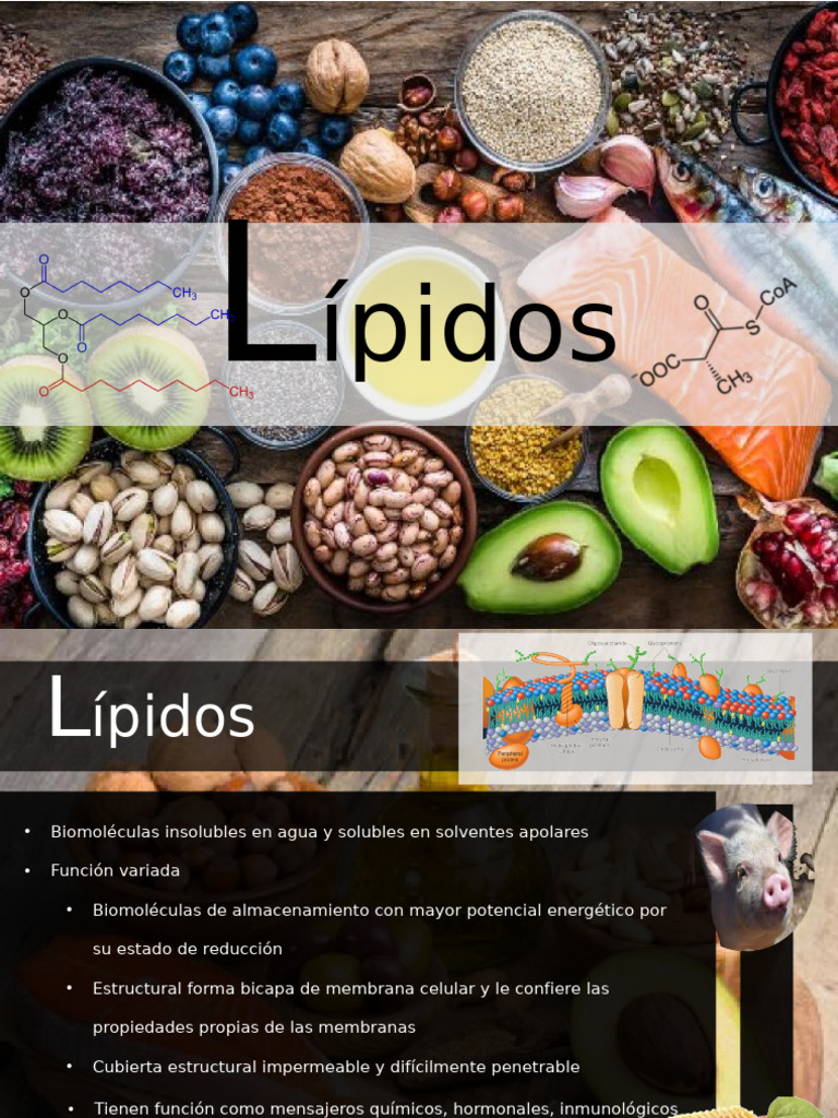 Lipidos Completo | PDF | Lípido | Salud y bienestar