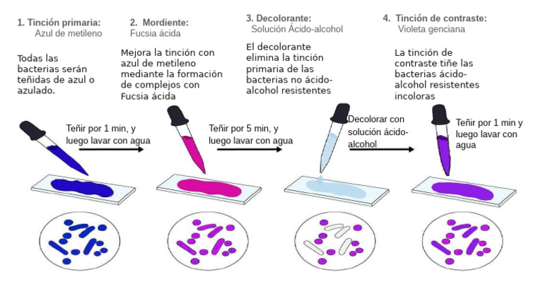 Tinción de Kinyoun | PDF