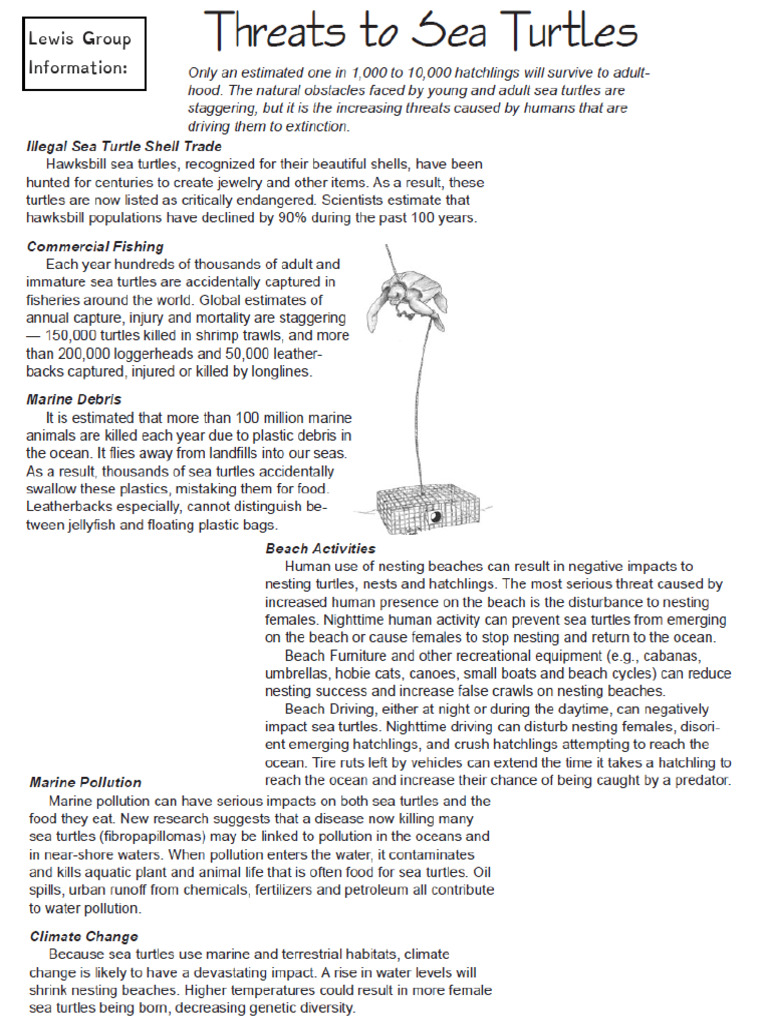 Sea Turtle Conservation Overview Guide | PDF | Sea Turtle | Home & Garden
