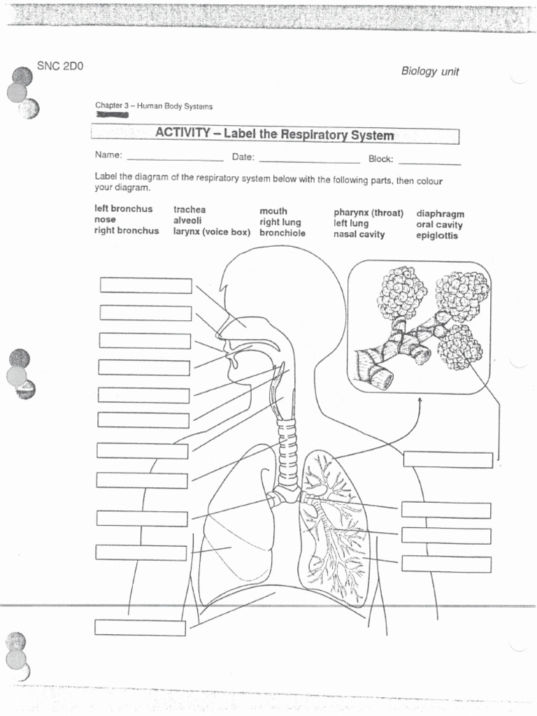 40 Respiratory System Activity | PDF