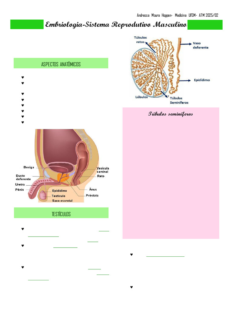 Embriologia - Sistema Rep Masculino | PDF