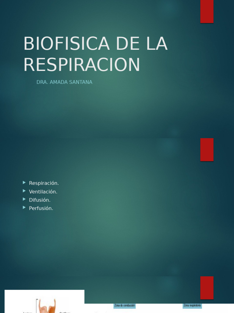 Biofisica de La Respiracion 2 | PDF