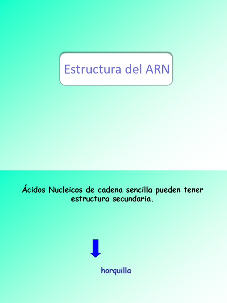 4. Estructura ARN | PDF | Rna | Adn