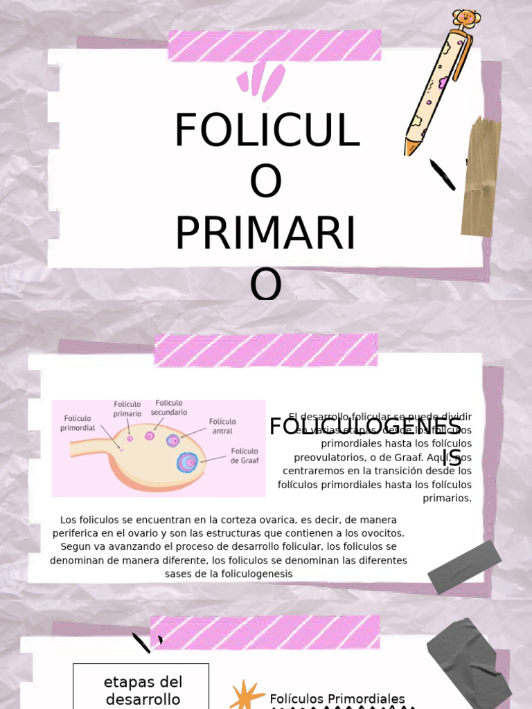 Fases de La Foliculogenesis | PDF