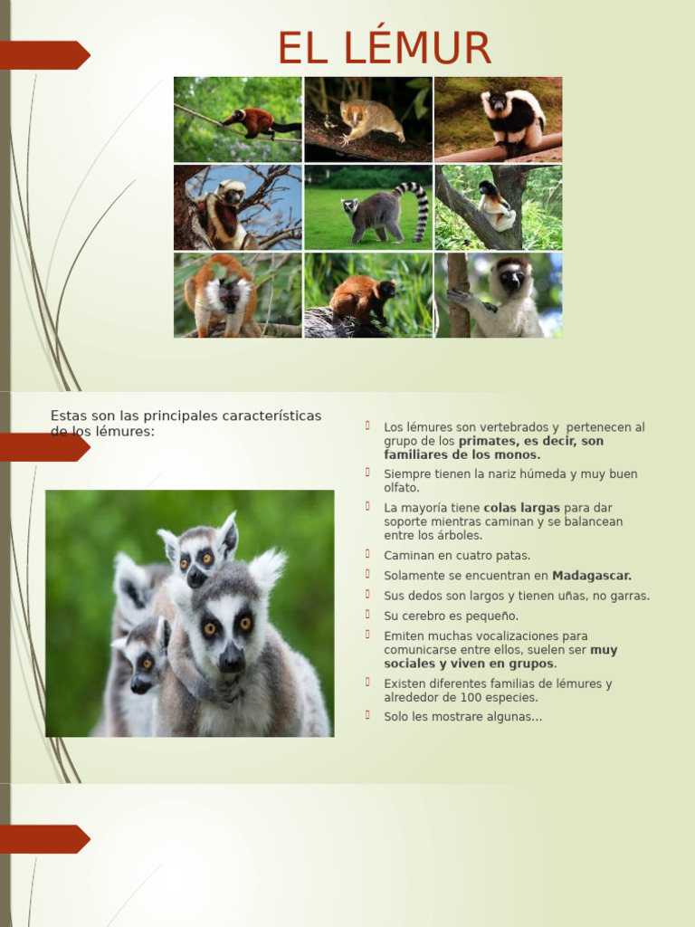 El Lemur | PDF