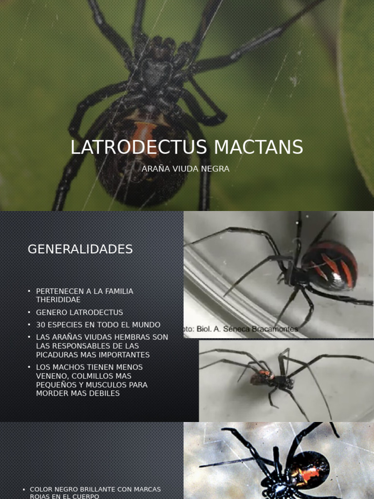 LATRODECTUS MACTANS | PDF