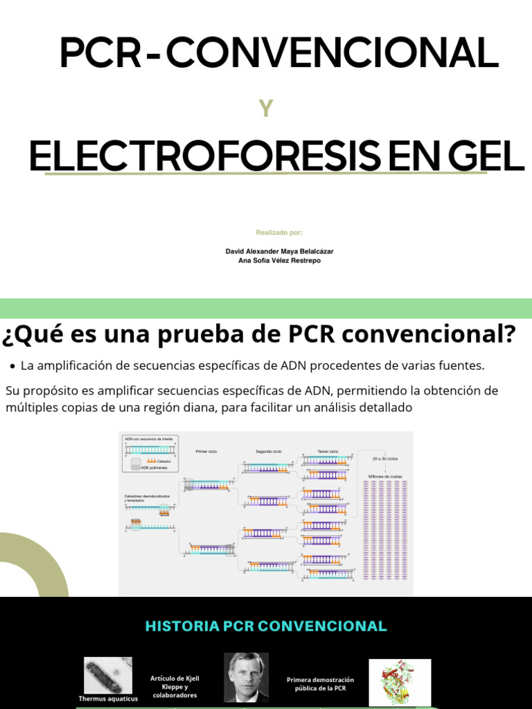 PCR Convencional - Electroforesis en Gel | PDF | Reacción en cadena de la polimerasa ...