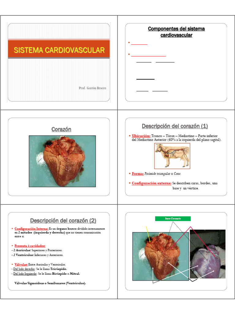Microsoft_PowerPoint_Sistema_Cardiovascu | PDF