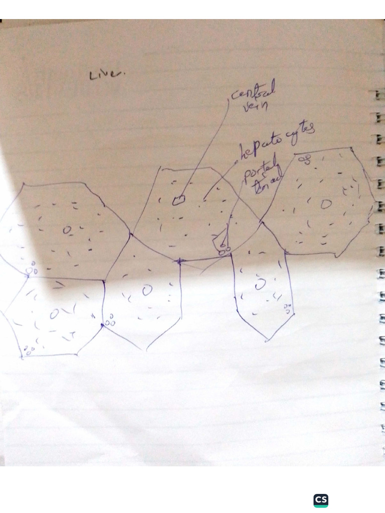 Histology Practical | PDF