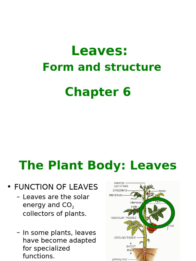Plant+Nutrition-The+external+Features+of+a+leaf+and+adaptations-PPT12 | PDF