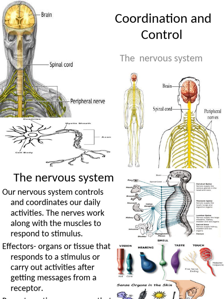 Chapter 12 Coordination and Control | PDF | Nerve | Nervous System