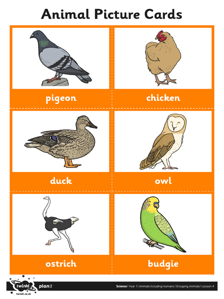 Animal-Picture-Cards | PDF