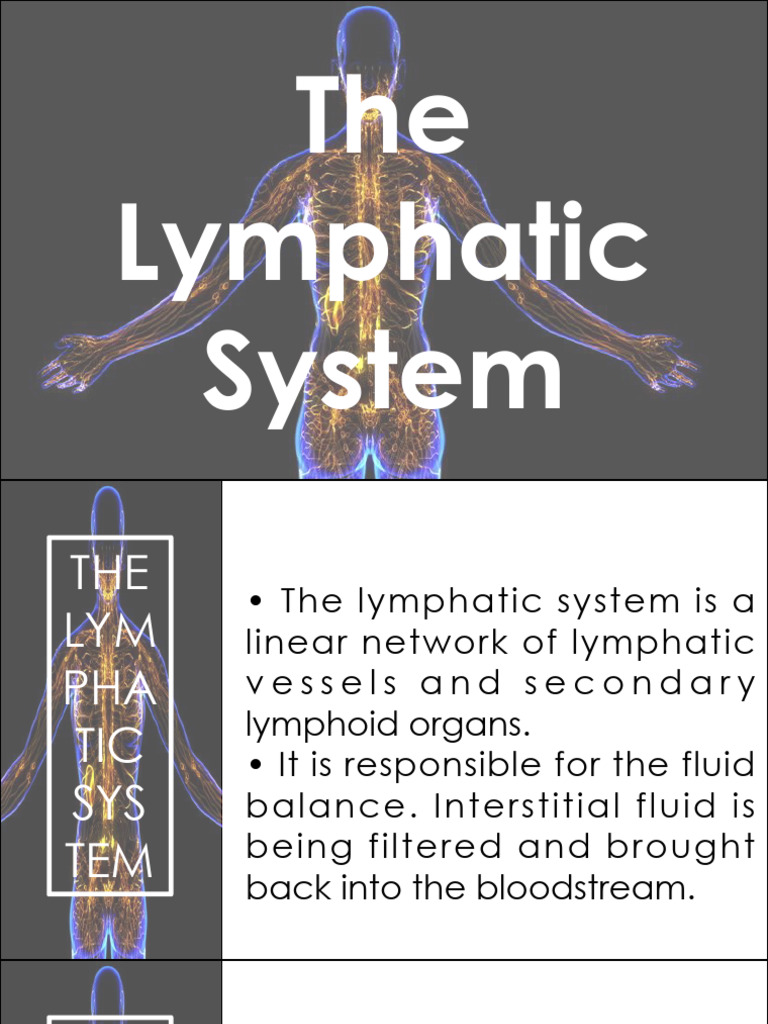 Lymphatic System | PDF