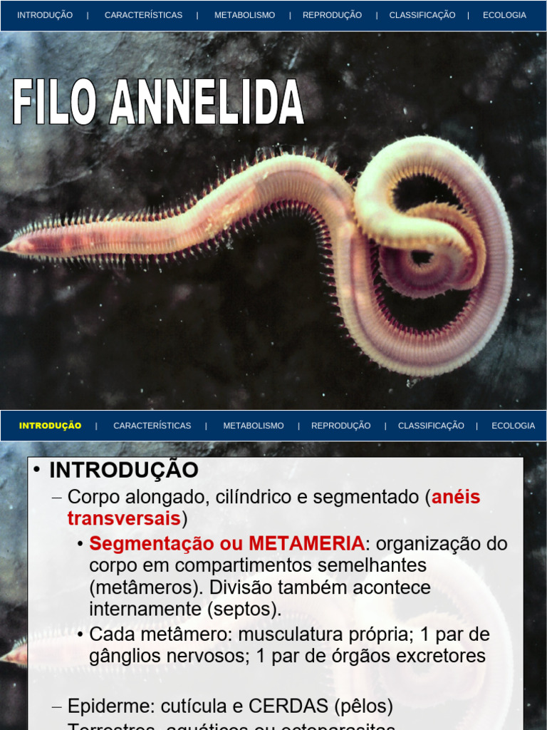 05 - Filo Annelida | PDF