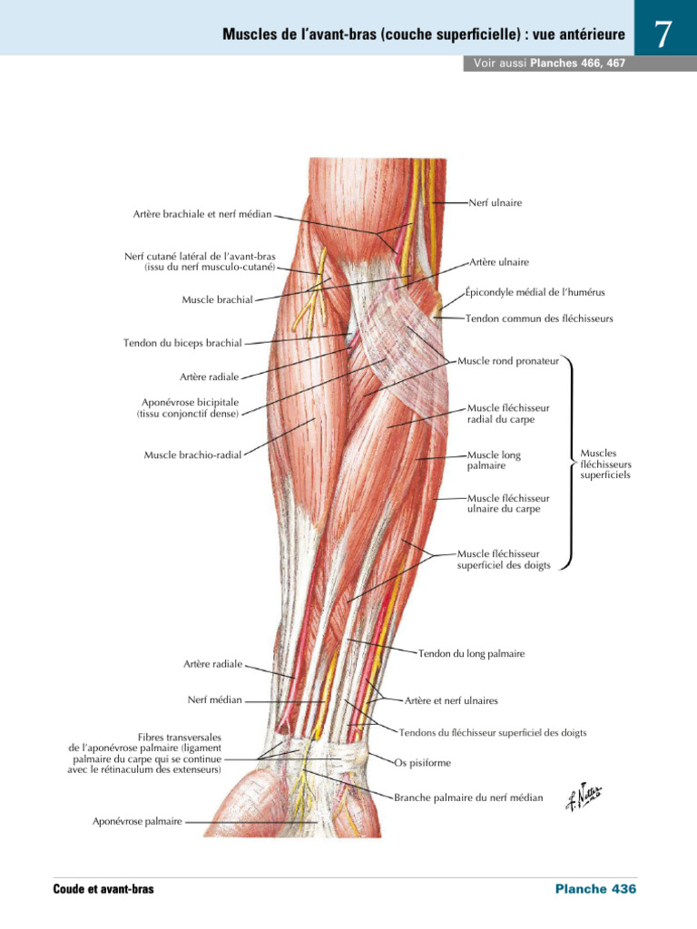 Muscles de L'avant-Bras (Couche Superccielle) Vue Antérieure | PDF