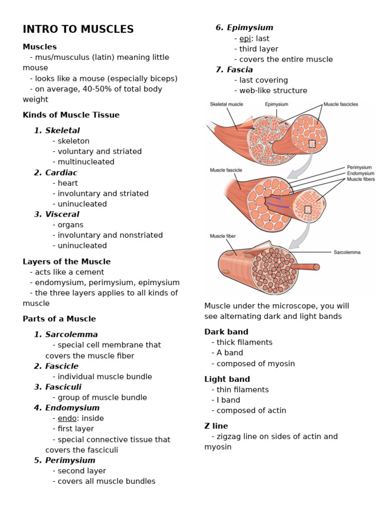 Comprehensive Guide to Muscle Anatomy | PDF | Thumb | Social Science