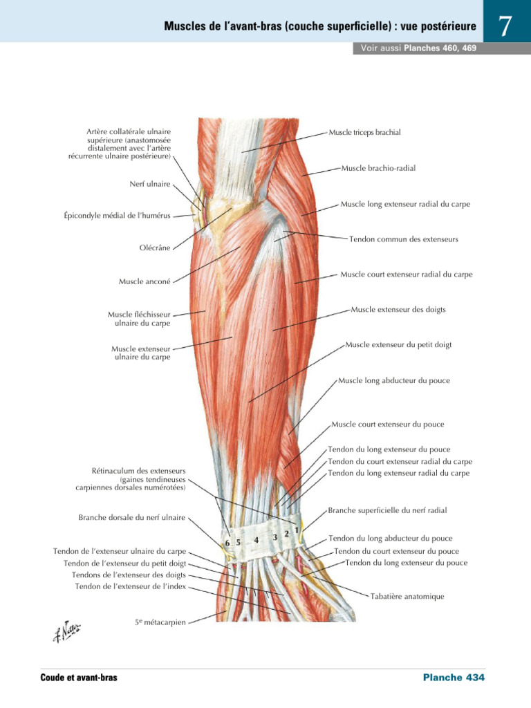 Muscles de l’avant-bras (couche superCcielle) vue postérieure | PDF