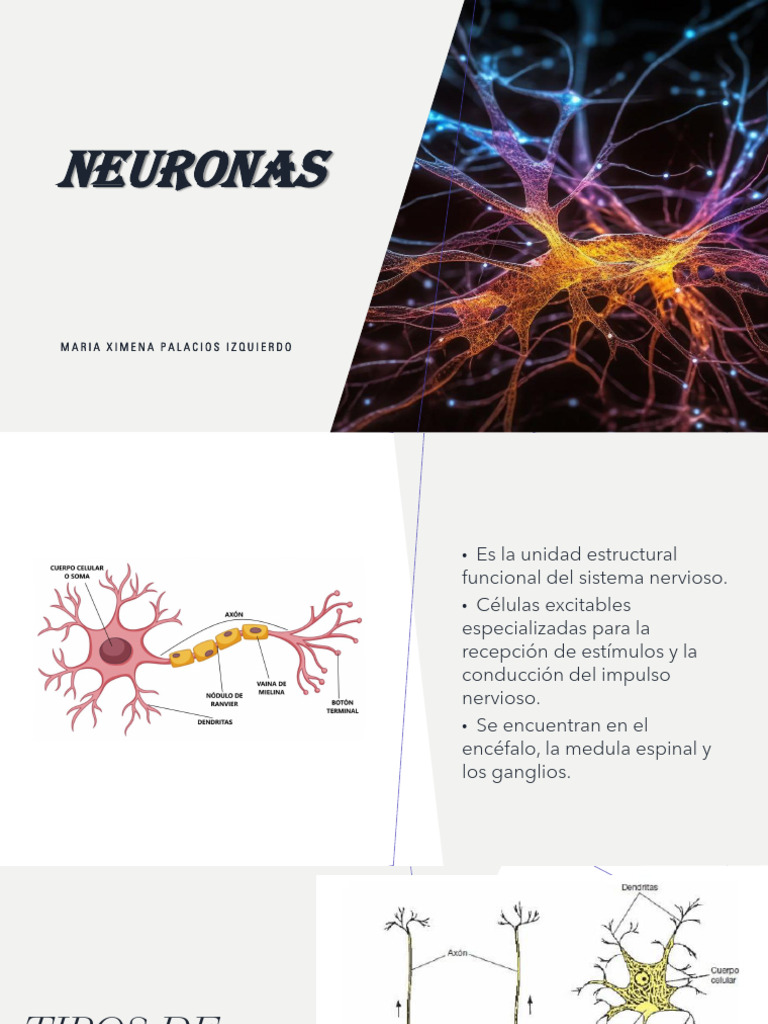 NEURONAS | PDF