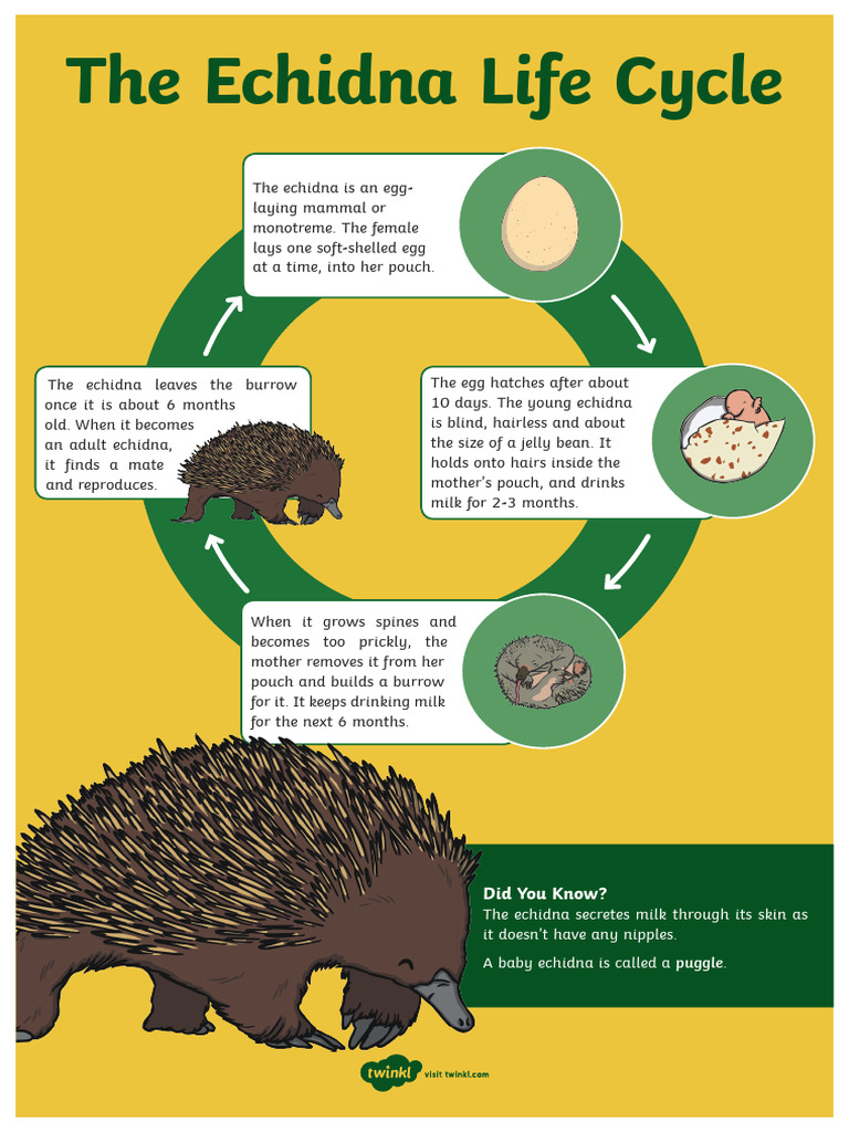 Life Cycle of An Echidna Display Poster | PDF